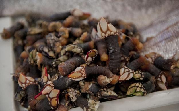 El percebe, más que un lujo culinario | El Norte de Castilla