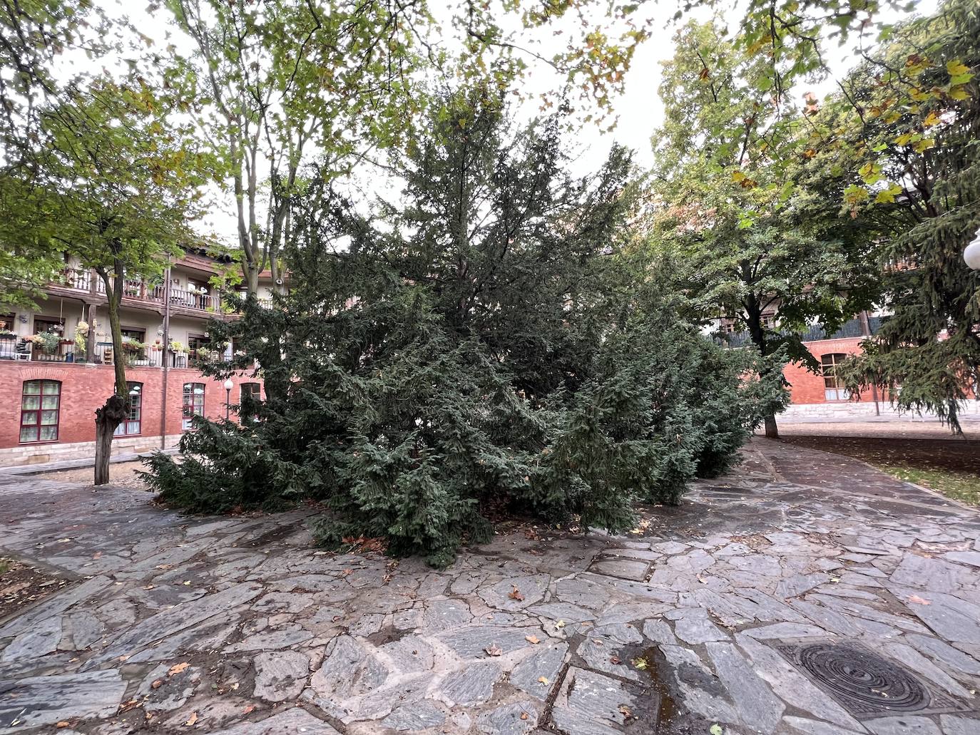 Fotos: Los árboles singulares e Valladolid, en imágenes | El Norte de ...