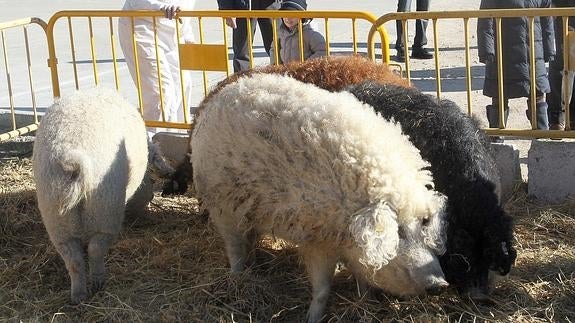 El 'cerdo-oveja' Mangalica, estrella de El Hormiguero, sigue dando que ...
